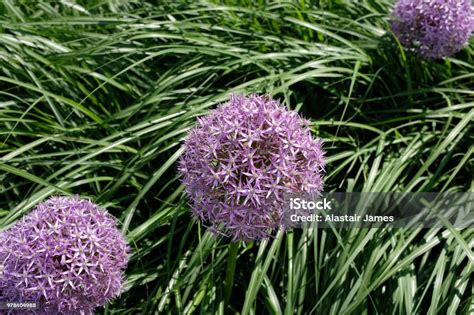 영국에서 무성 한 단풍을 통해 성장 하는 6 월 초에 화창한 날에 머리핑크보라색 꽃 3 Alliums 0명에 대한 스톡 사진 및 기타 이미지 Istock