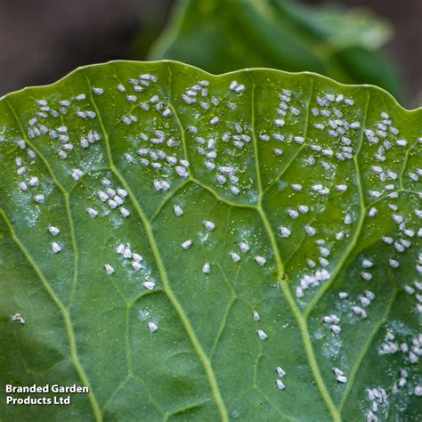 Effective Whitefly Biological Control Natural Solutions For