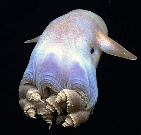 The 15 Weirdest Animals On Earth Facts And Photos Wildest