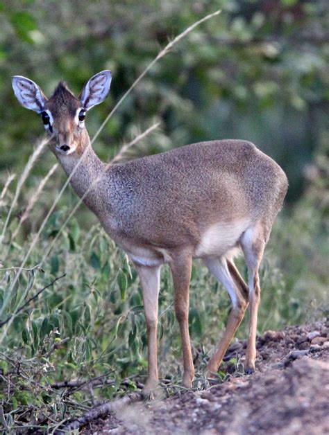 Genus Madoqua Dik Diks — Coke Smith Wildlife