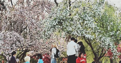 톈진 정원에서 벚꽃구경 · 무료 스톡 사진