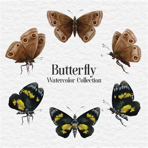 수채화 나비 나방 클립 아트 그림 프리미엄 벡터