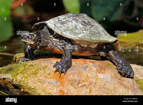 Slider Common Slider Pond Slider Yellow Bellied Turtle Trachemys
