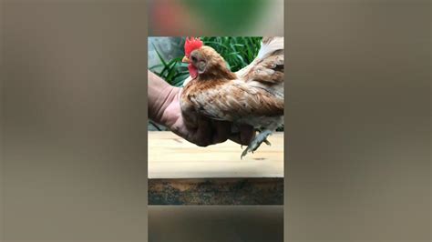 সবচেয়ে ছোট মুরগির জাত Smallest Chicken Breed 🔥 Chicken Chickenbreed Chicken Fancy Farm