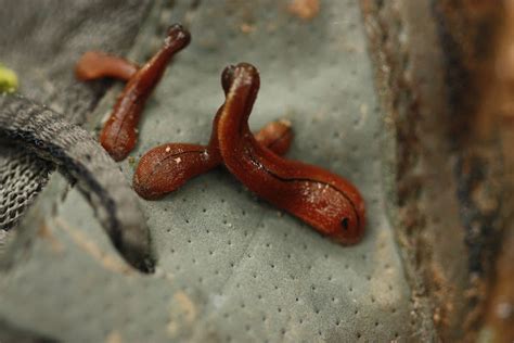 Brown Leech Project Noah