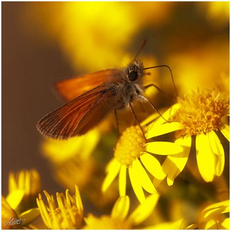 Flutter Tongue By Nicolasalexanderotto On Deviantart