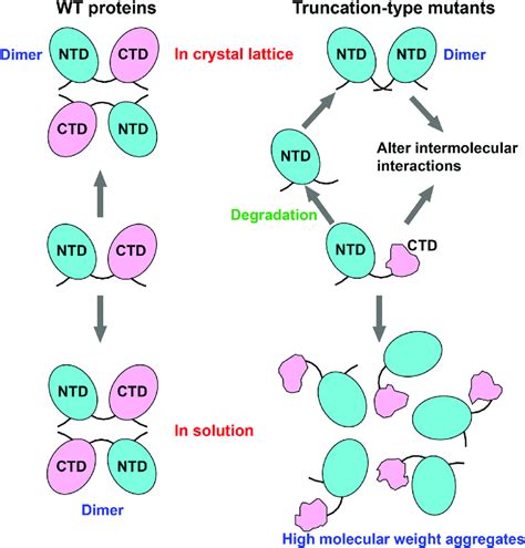Proposed Mechanism Of Action For CRYBB1 Truncation Type Mutations