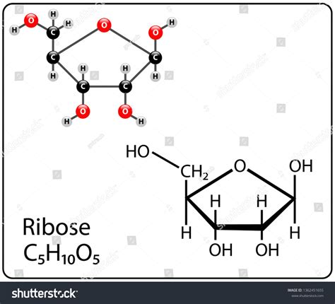 Ribose Molecule Structure Stock Vector Royalty Free 1362451655 Shutterstock