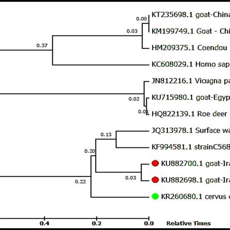 Phylogenetic Tree Depend On The Neighbor Joining Tree Method The