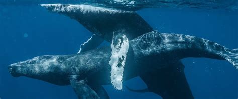 Putting The ‘hump In Humpback Photographers Announce Theyve Captured