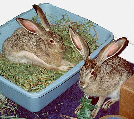 Black Tailed Jackrabbit