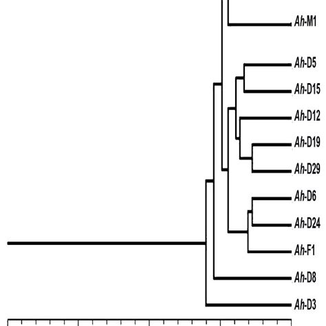 Coefficient Simple Matching Dendrogram Generated By Upgma By The Rapd