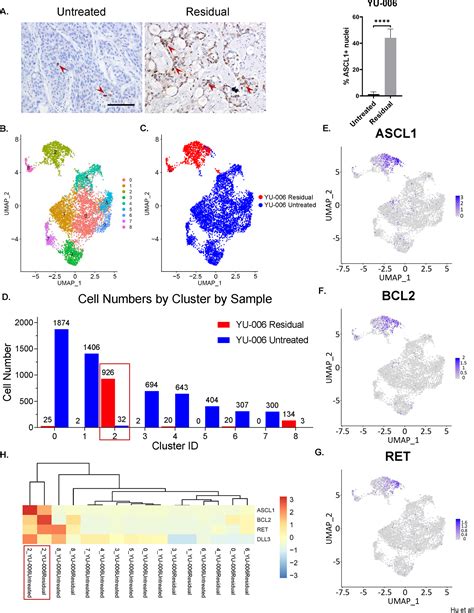 Ascl1 Drives Tolerance To Osimertinib In Egfr Mutant Lung Cancer In