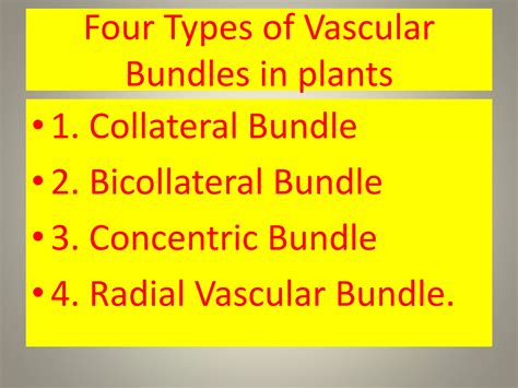 Vascular Bundles In Plants Pptx
