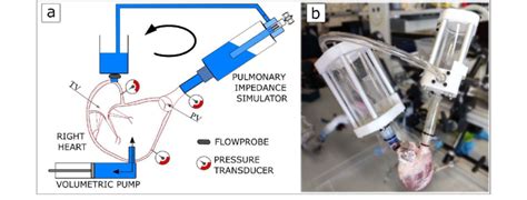A Scheme Of The Pulsatile Flow Mock Loop Tv Tricuspid Valve Pv