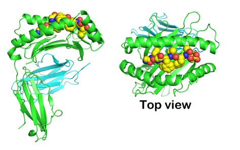 纪念我的朋友don Wiley，他改变了人类对流感病毒的认知 知识分子的财新博客 财新网