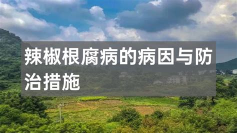 辣椒根腐病的病因与防治措施