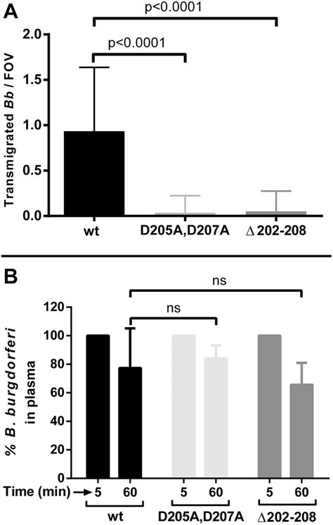The Effect Of P66 Site Directed Integrin Binding Mutants On Vascular