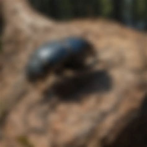 Beetles That Eat Wood An In Depth Examination
