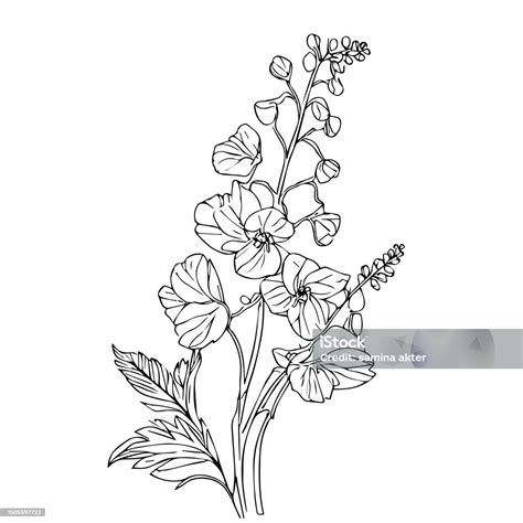 Delphinium Botanical Illustration Simple Delphinium Flower Drawing Scientific Larkspur Botanical