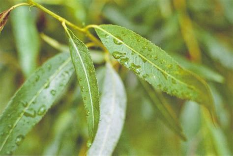 Facts And Benefits Of Willow Health Benefits