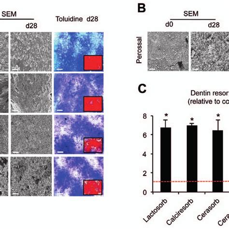 Isolated Pbmc Were Differentiated In The Presence Of Macrophage