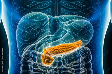 Pancreas Spleen And Duodenum Model For Anatomy My Xxx Hot Girl