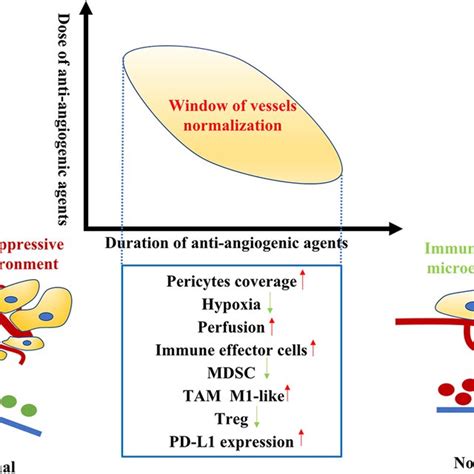 The Tumor Vessels Normalization Window Relies On Judicious Use Of