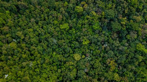 Amazon Rainforest Aerial View Photos Download The Best Free Amazon