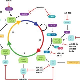 Overview Of Several Actors In The Tumor Microenvironment Modulated By