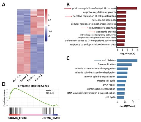 Three Dimensional Gene Regulation Network In Glioblastoma Ferroptosis