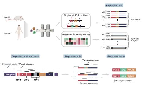 Github Wanluliulabbenchmarkingtcrconstruction The Benchmarking Of Tcr Reconstruction