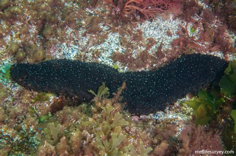 Holothuria Forskali Black Sea Cucumber Reef Life Survey