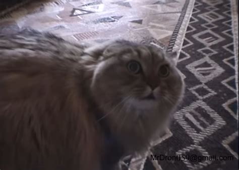 No No No No Cat R Nostalgia
