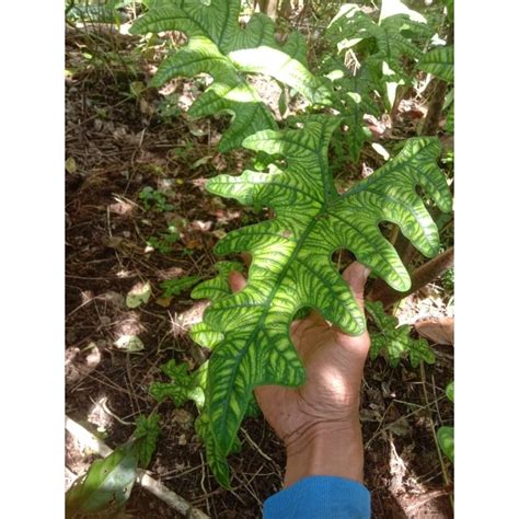 Jual Alocasia Jeklin Shopee Indonesia