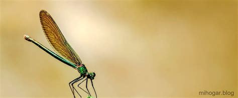 Cuidados De La Venus Atrapamoscas En España Todo Lo Que Necesitas