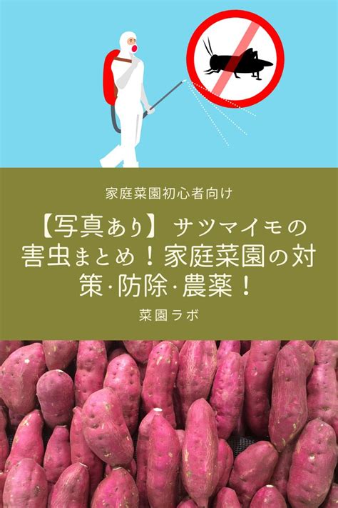 【写真あり】サツマイモの害虫まとめ！家庭菜園の対策・防除・農薬！ サツマイモ 防除 家庭菜園