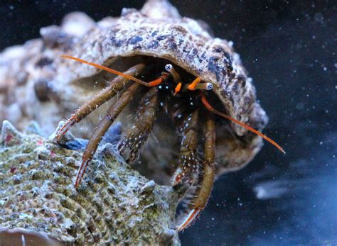 Einsiedlerkrebse Mein Meerwasseraquarium