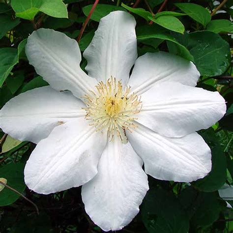 White Clematis Varieties Clematis Plants Dobies