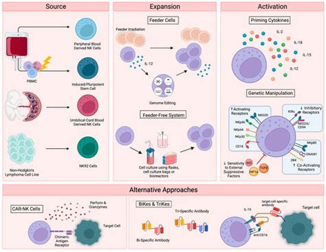 Natural Killer Cell Therapies Encyclopedia Mdpi