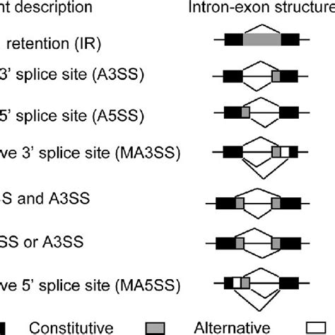 Schematic Diagrams Of Major Types Of Alternative Splicing Events