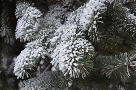 크리스마스 트리 가문비 나무 서리와 눈송이로 덮여 흰색 눈의 층 아래 소나무의 녹색 가지 쾌적한 감정과 아름다운 자연 겨울