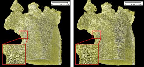 Reconstructed Volumes Of Fibrin Scaffold Based On Drift Uncorrected Download Scientific Diagram