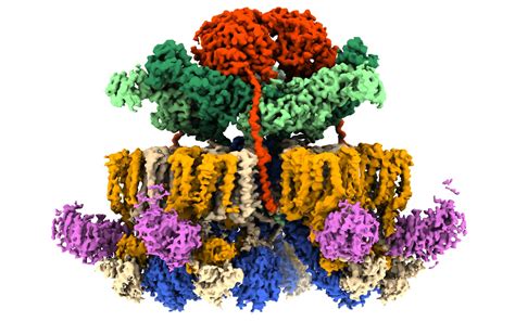 Atomic Dissection Of Type Vii Secretion Systems From Pathogenic Mycobacteria H2020 Cordis