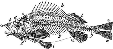Skeleton Of Perch Clipart Etc