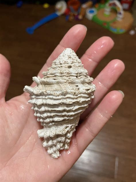 Found In South Bay Florida R Fossilid