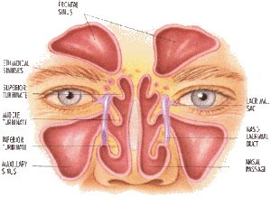Anatomy Of Nose And Turbinates Isaac Namdar Md