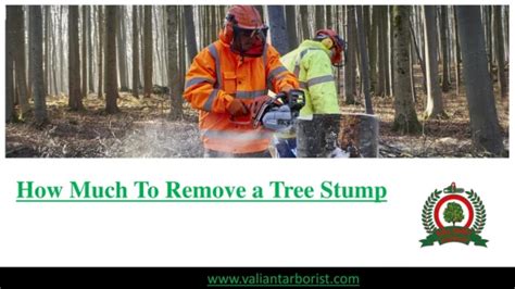 PPT Reasons Why Tree Surgeons Tell To Remove A Rotting Tree Stump
