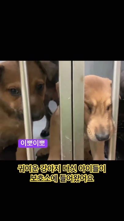 어린 강아지 다섯 형제가 보호소에 왔어요 Youtube