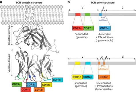 Tcr Protein And Gene Structure A Structure Of The As01 Tcr 39 The